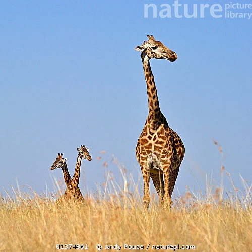 Giraffe | Marvel Animated Universe Fanon Wiki | Fandom