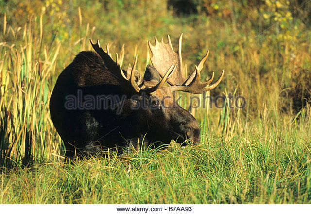 Moose Marvel Animated Universe Fanon Wiki Fandom
