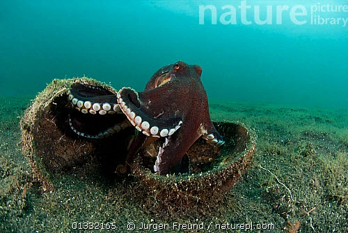 Octopus | Marvel Animated Universe Fanon Wiki | Fandom