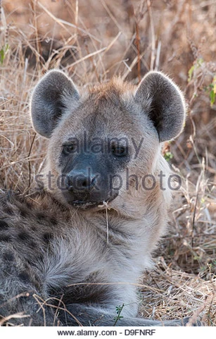 Hyena | Marvel Animated Universe Fanon Wiki | Fandom