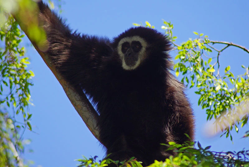 Gibbon | Marvel Animated Universe Fanon Wiki | Fandom