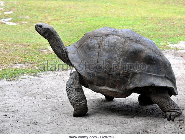 Tortoise | Marvel Animated Universe Fanon Wiki | Fandom