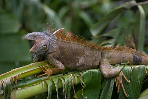 Iguana | Marvel Animated Universe Fanon Wiki | Fandom