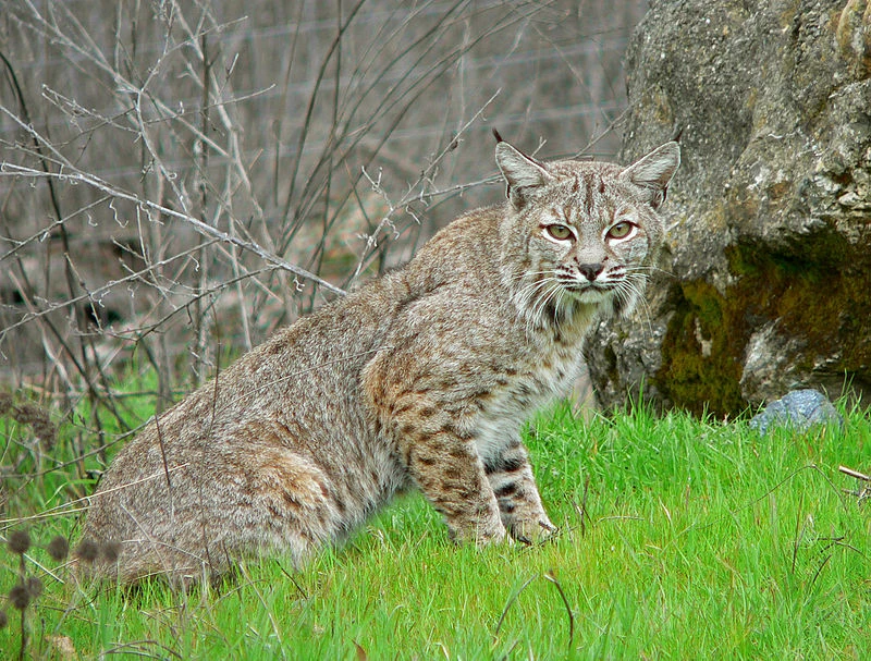 Bobcat | Marvel Animated Universe Fanon Wiki | Fandom