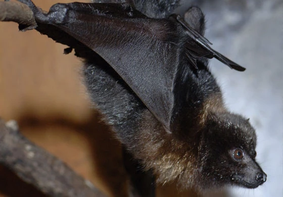 Bat | Marvel Animated Universe Fanon Wiki | Fandom