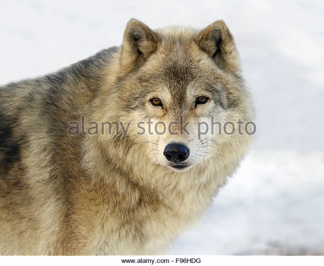 Wolf | Marvel Animated Universe Fanon Wiki | Fandom