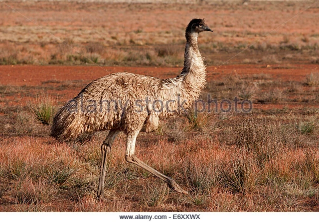 Emu | Marvel Animated Universe Fanon Wiki | Fandom