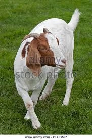 Goat | Marvel Animated Universe Fanon Wiki | Fandom