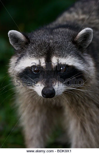 Raccoon | Marvel Animated Universe Fanon Wiki | Fandom