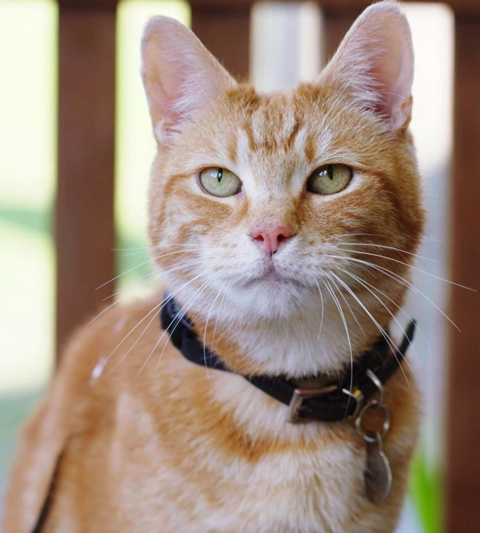 Tango | Marvel Cinematic Universe Wiki | Fandom