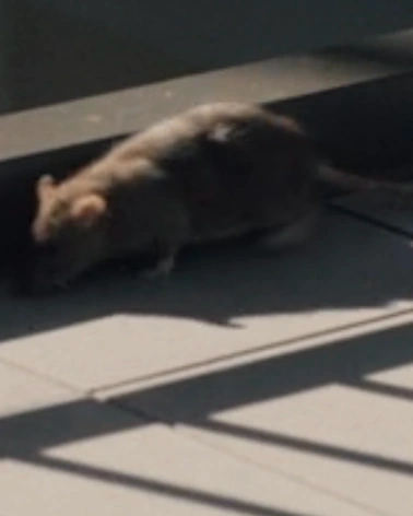 Rata | Marvel Cinematic Universe Wiki | Fandom