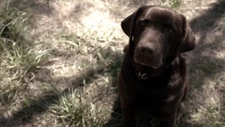 Dogs | Marvel Cinematic Universe Wiki | Fandom
