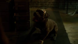 Dogs | Marvel Cinematic Universe Wiki | Fandom