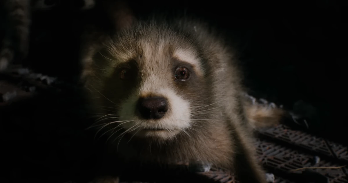 Raccoons | Marvel Cinematic Universe Wiki | Fandom