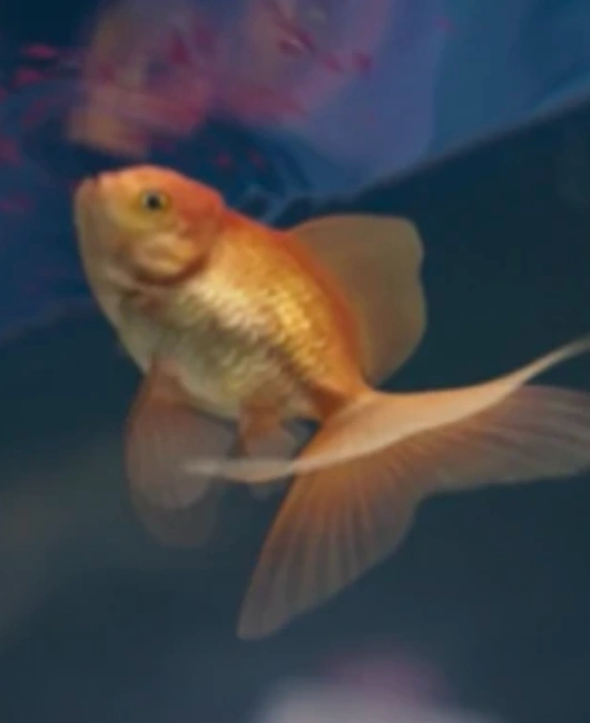 Gus | Marvel Cinematic Universe Wiki | Fandom