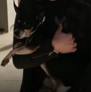 Dogs | Marvel Cinematic Universe Wiki | Fandom