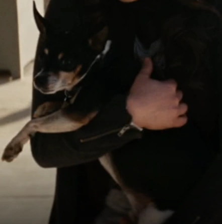 Baker (Dog) | Marvel Cinematic Universe Wiki | Fandom
