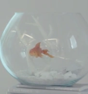 Hub:Gus (Fish) | Marvel Cinematic Universe Wiki | Fandom