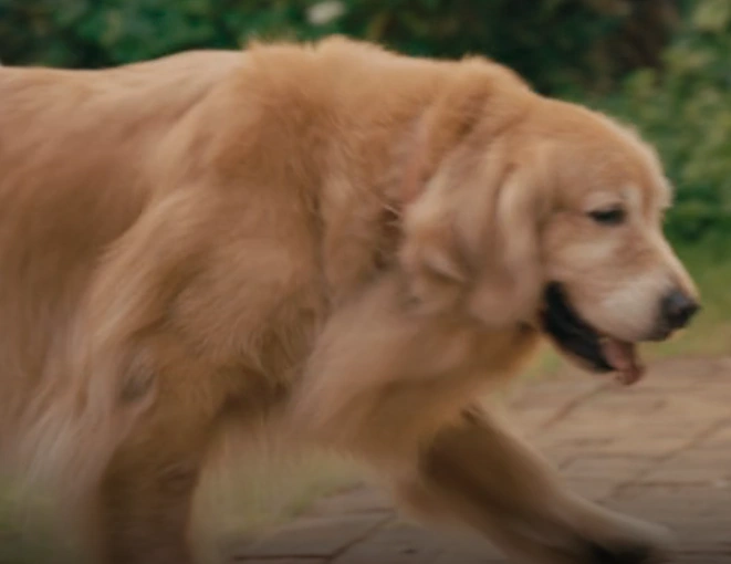 Magnum | Marvel Cinematic Universe Wiki | Fandom