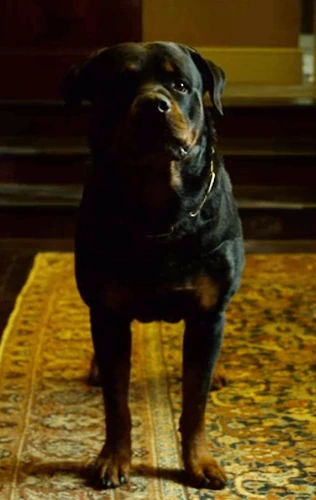 Toro | Marvel Cinematic Universe Wiki | Fandom