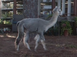 Gerald | Marvel Cinematic Universe Wiki | Fandom