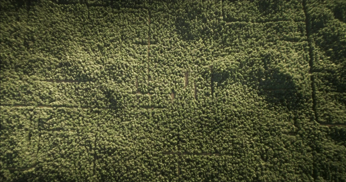 Bamboo Forest | Marvel Cinematic Universe Wiki | Fandom