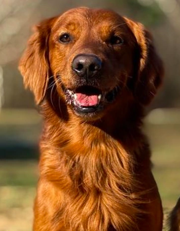 Slate (animal actor) | Marvel Cinematic Universe Wiki | Fandom