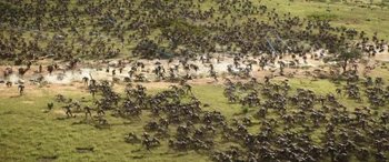 Battle of Wakanda | Marvel Cinematic Universe Wiki | Fandom
