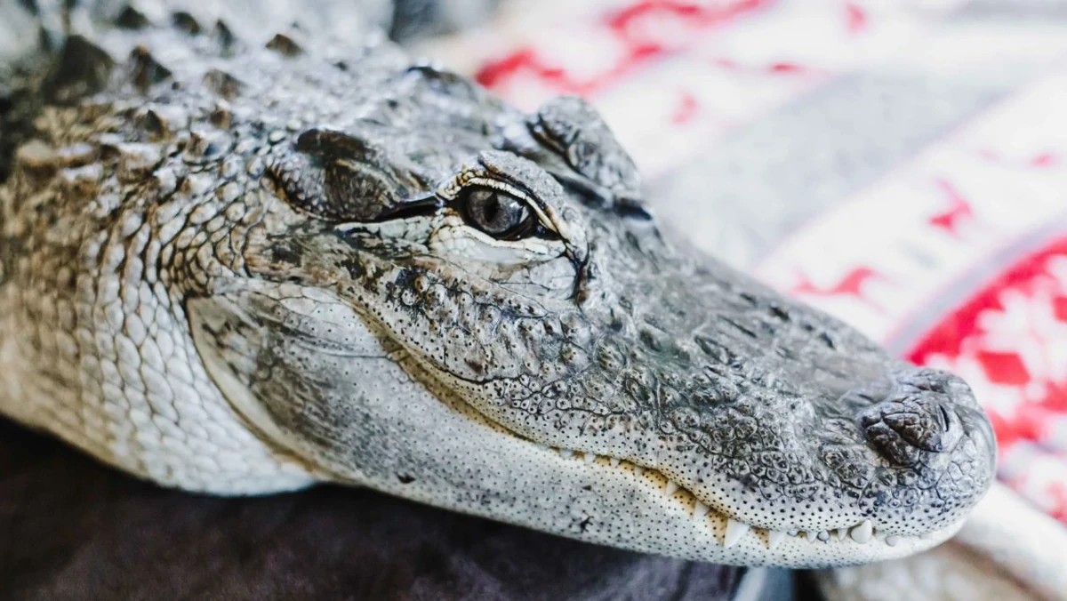 Wally | Marvel Cinematic Universe Wiki | Fandom