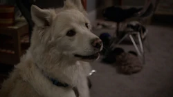 Ruby Hale's Dog | Marvel Cinematic Universe Wiki | Fandom