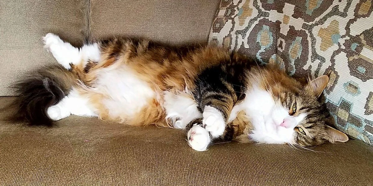 Category:Non-Human Actors | Marvel Cinematic Universe Wiki | Fandom