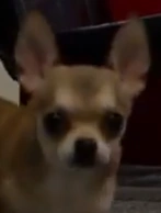 Felipe | Marvel Cinematic Universe Wiki | Fandom