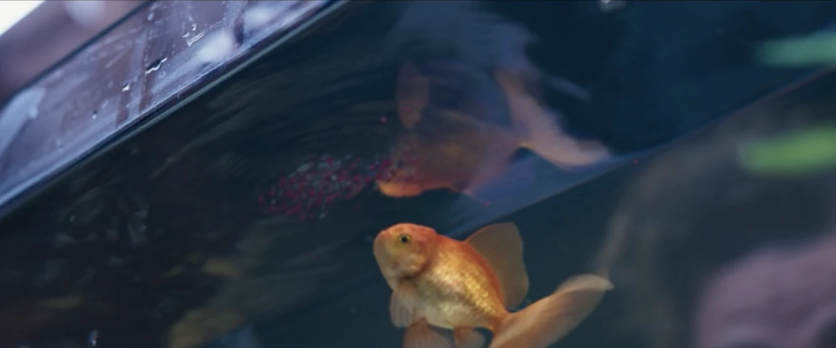 Gus (Fish) | Gallery | Marvel Cinematic Universe Wiki | Fandom