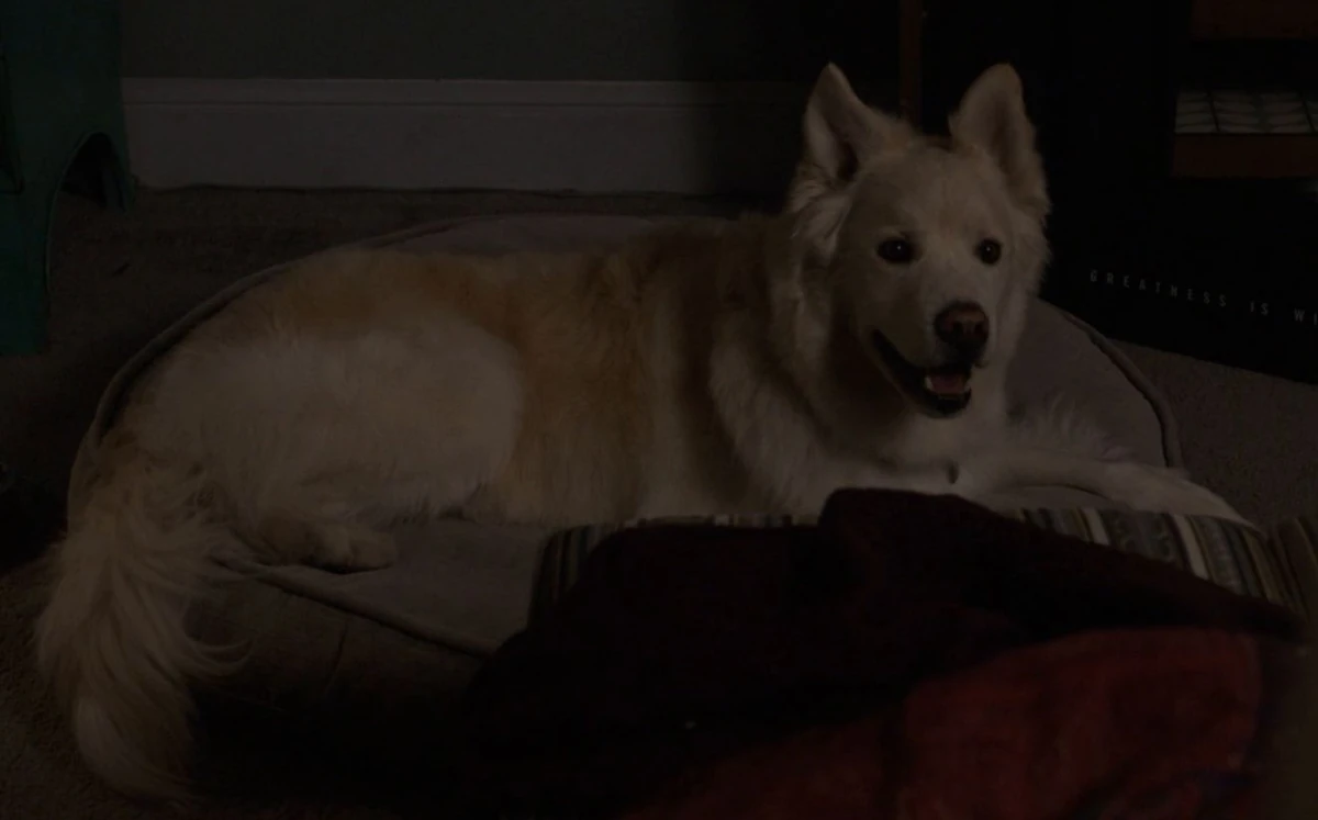 Ruby Hale's Dog | Marvel Cinematic Universe Wiki | Fandom