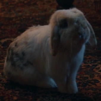 Rabbits | Marvel Cinematic Universe Wiki | Fandom