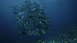 Fish | Marvel Cinematic Universe Wiki | Fandom