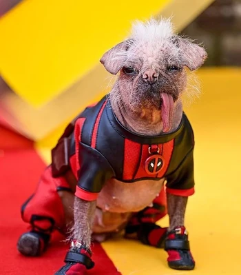 Peggy | Marvel Cinematic Universe Wiki | Fandom