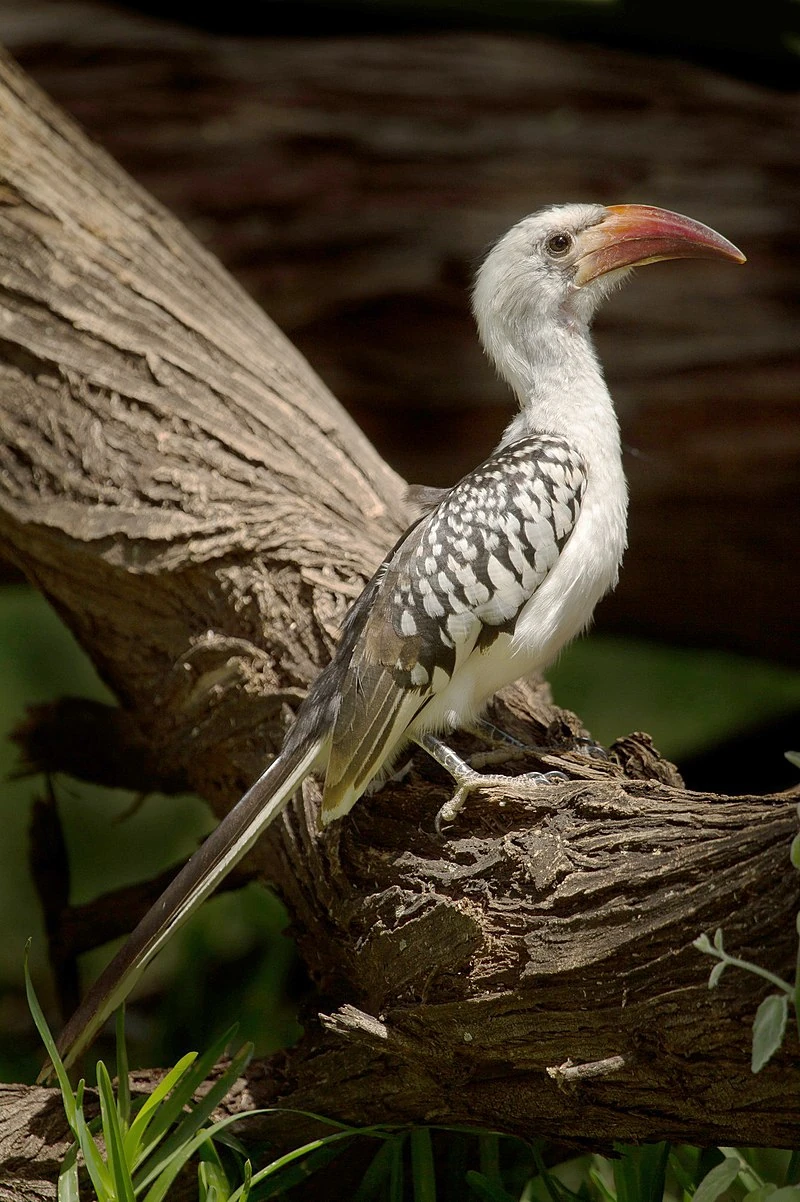 Red Billed Hornbill Flying