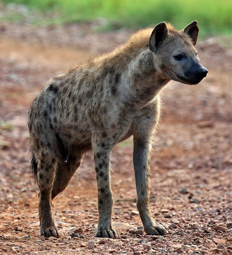 Spotted Hyenas (Speedverse: Earth-Prime) | Comic Crossroads | Fandom