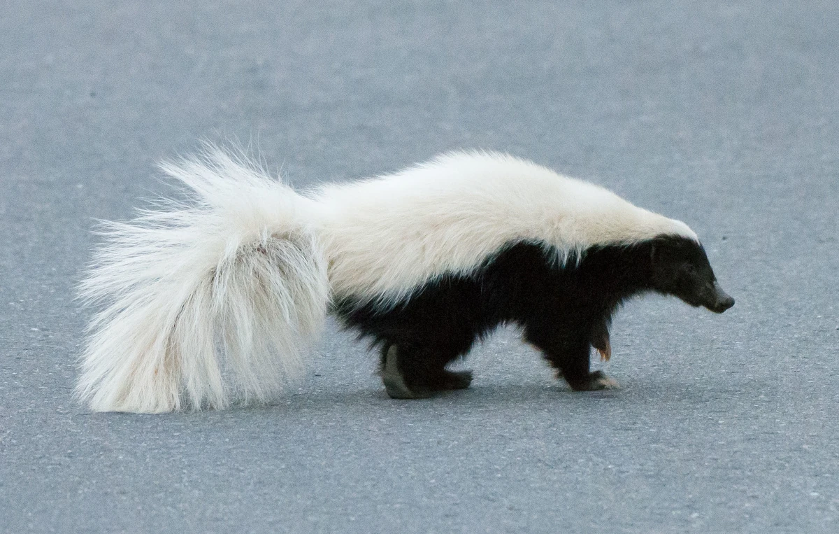 American Hog-Nosed Skunks (Earth-7045) | Comic Crossroads | Fandom