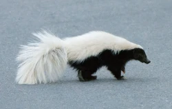 American Hog-Nosed Skunks (Earth-7045) | Comic Crossroads | Fandom