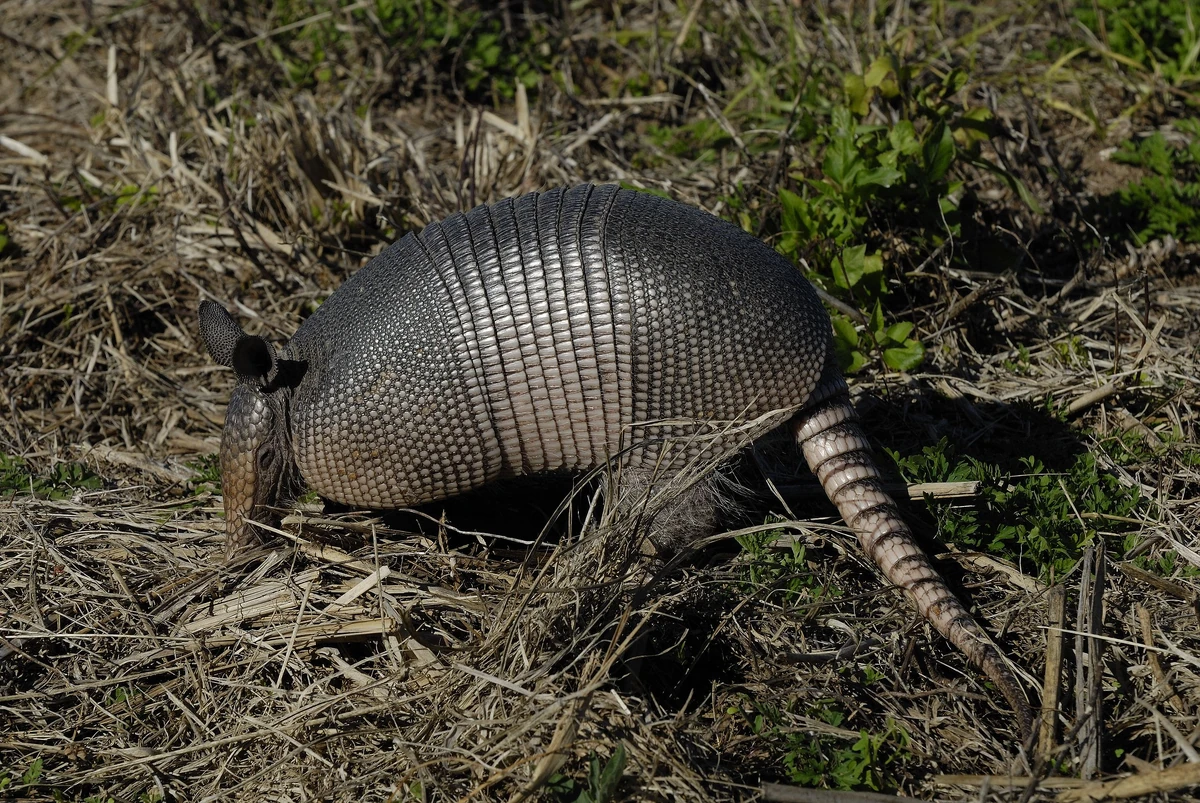 Nine-Banded Armadillos (Earth-7045) | Comic Crossroads | Fandom