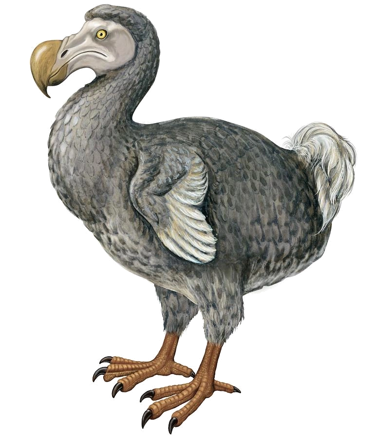 Dodo (Earth-4552) | Comic Crossroads | Fandom