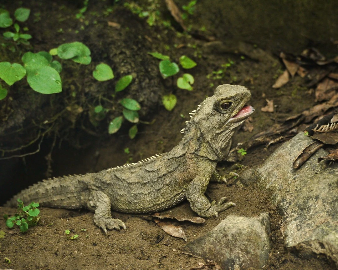 Tuatara (Speedverse: Earth-Prime) | Comic Crossroads | Fandom