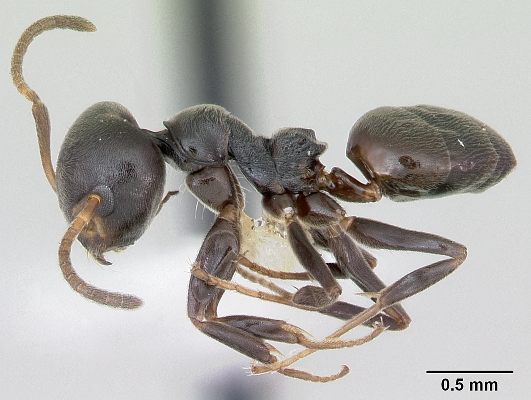 Axinidris (Earth-7045) | Comic Crossroads | Fandom