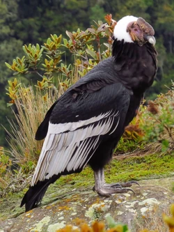 Andean Condors (Speedverse: Earth-Prime) | Comic Crossroads | Fandom