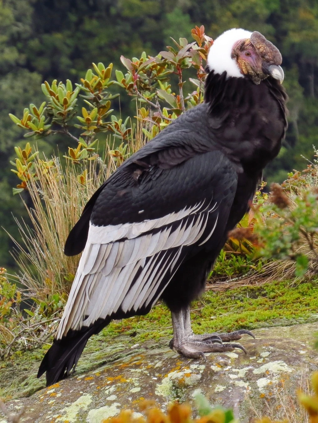 Andean Condors (Speedverse: Earth-Prime) | Comic Crossroads | Fandom