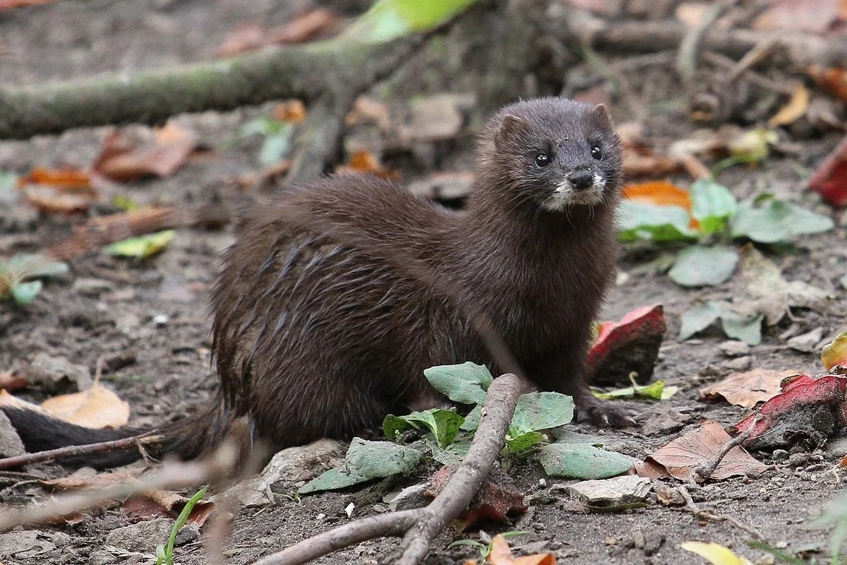 European Minks (Speedverse: Earth-Prime) | Comic Crossroads | Fandom
