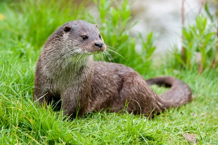North American River Otters (Earth-1600) | Comic Crossroads | Fandom