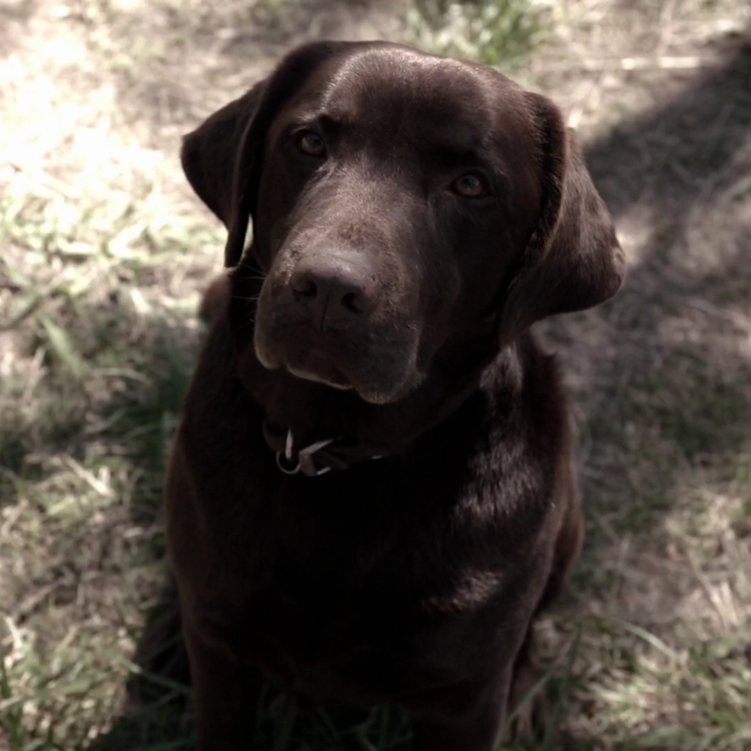 Buddy (Dog) | Marvel Database | Fandom